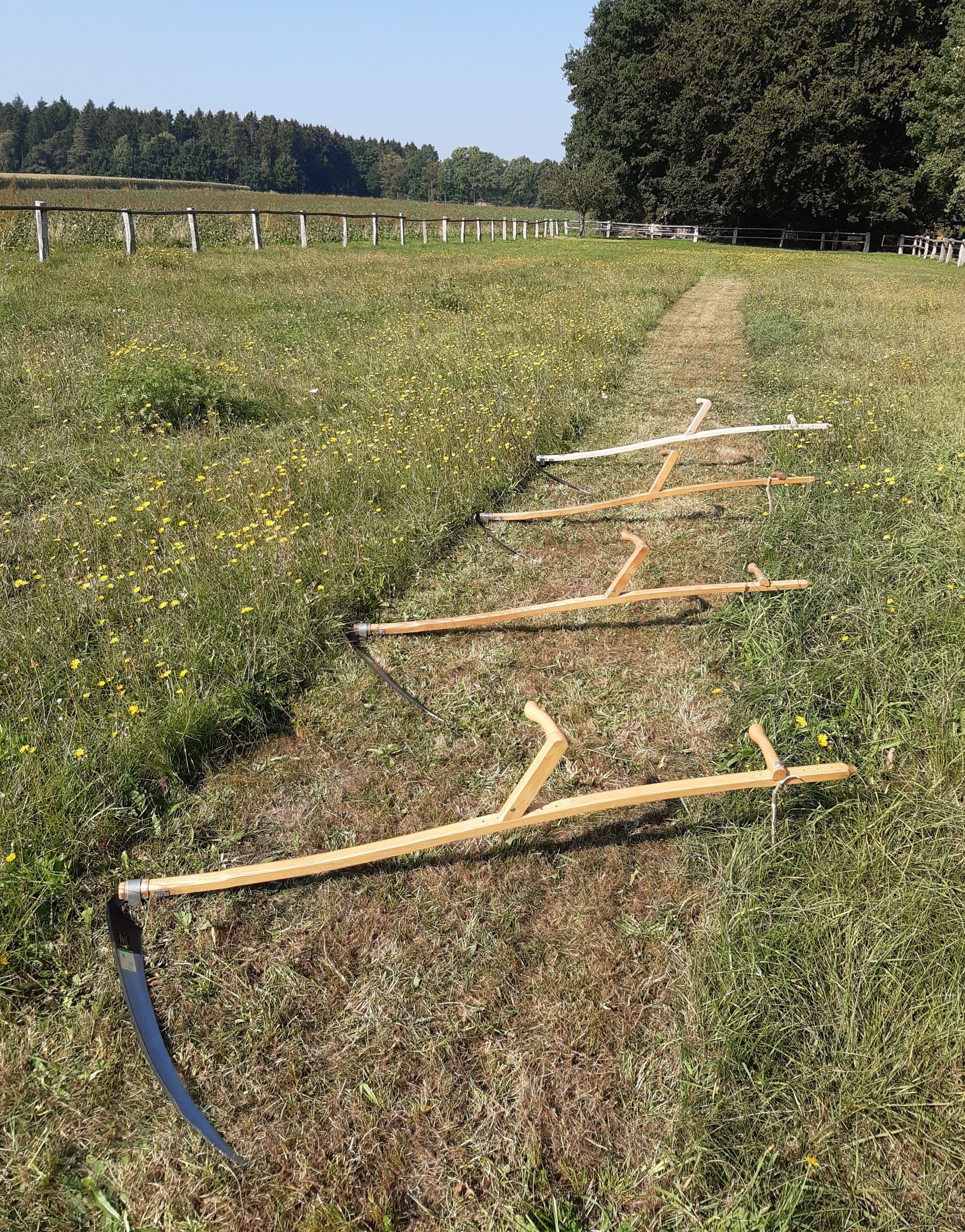 Ökologisches Mähen mit der Sense von Grund auf lernen ...